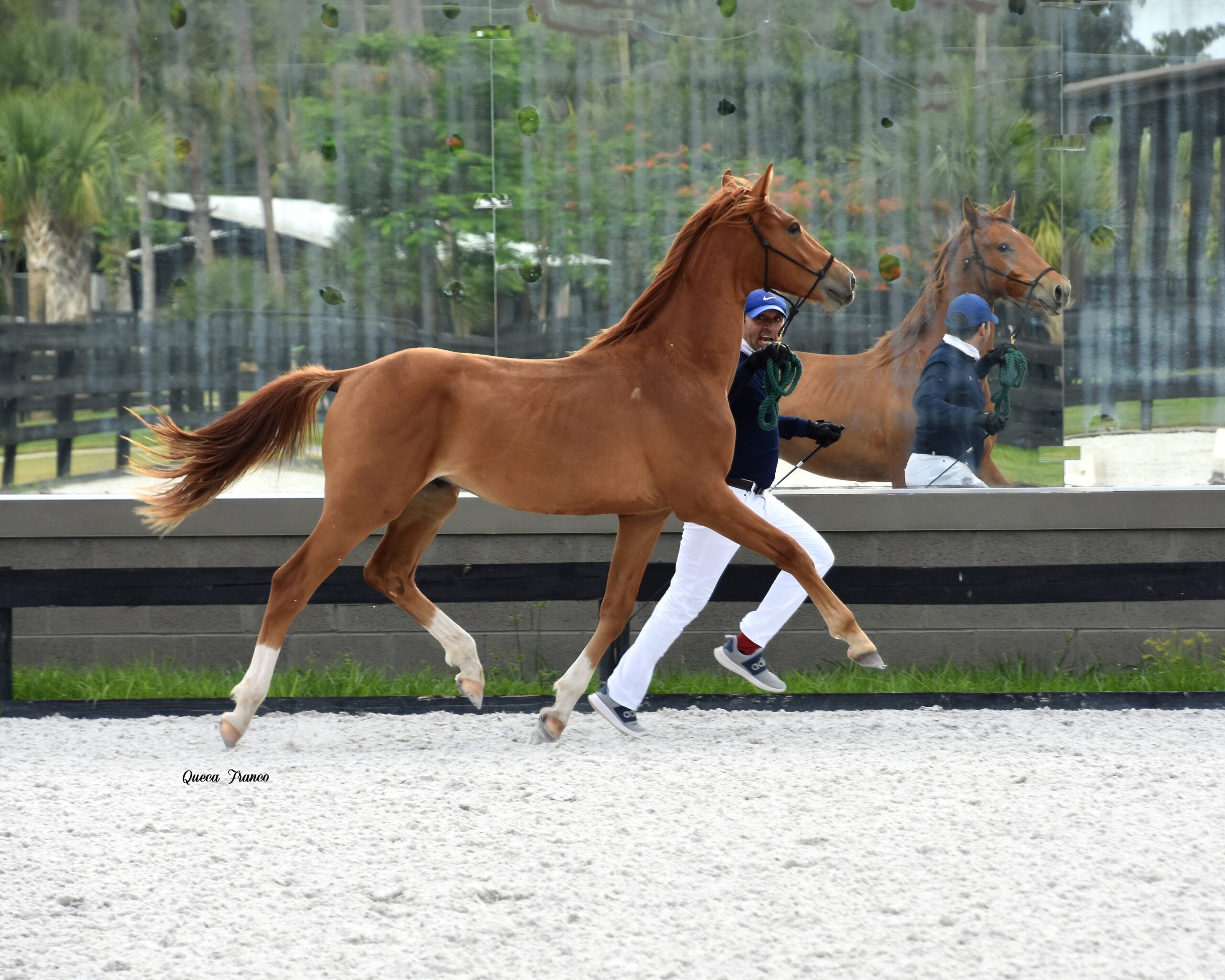 Promising Elite Oldenburg yearling colt - Horses 4 Your Consideration